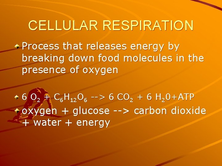 CHAPTER 9 CELLULAR RESPIRATION CELLULAR RESPIRATION Process that