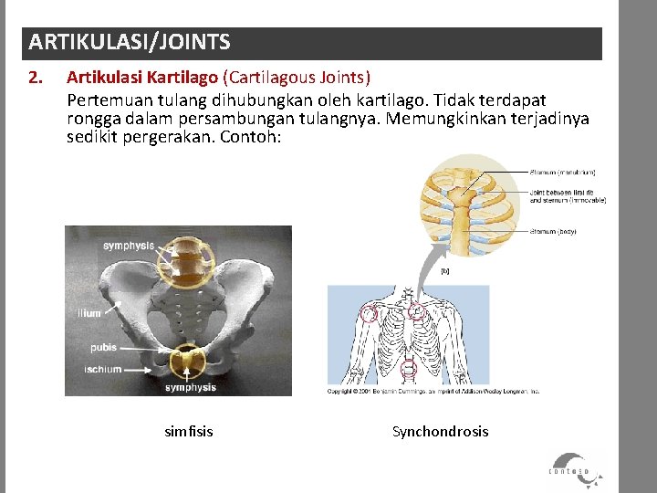 WHERE BONE MEET SKELETAL JOINTS BIOLOGI XI IPA