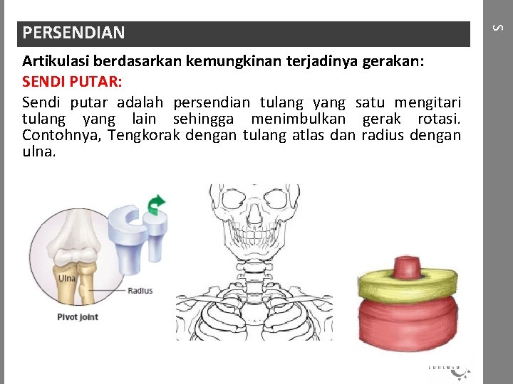 WHERE BONE MEET SKELETAL JOINTS BIOLOGI XI IPA