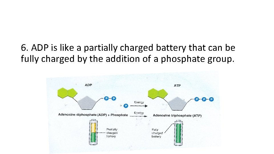 Chapter 8 Photosynthesis 1 Photosynthesis is the process