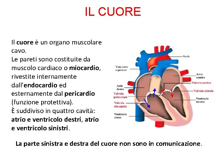 APPARATO CIRCOLATORIO IL CUORE Il cuore un organo