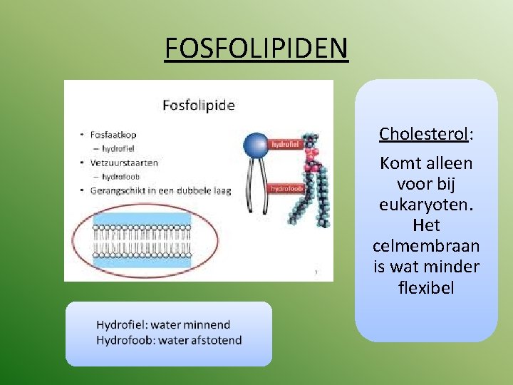 Hoofdstuk 4 Transport in cellen Leerstof toets periode