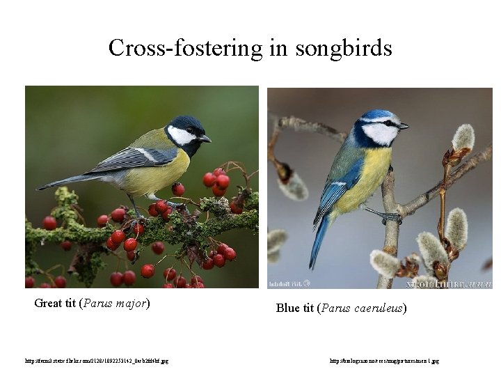 Chapter 3 The Development of Behavior Development of