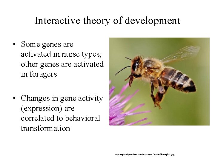 Chapter 3 The Development of Behavior Development of