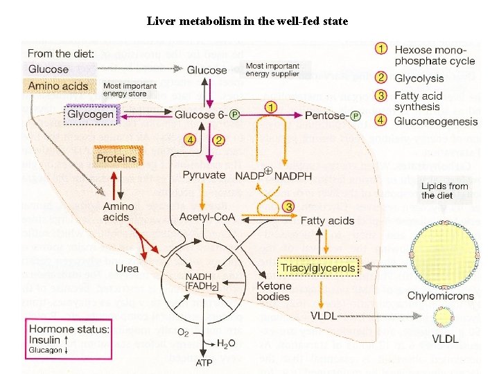 Biochemistry of liver Alice Skoumalov The liverintroduction importance