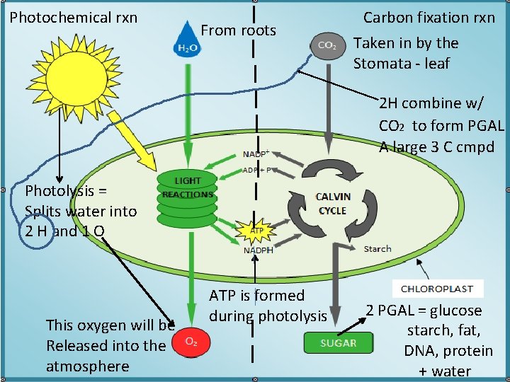 PHOTOSYNTHESIS AND RESPIRATION A few things to remember