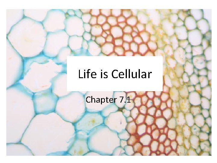 Life is Cellular Chapter 7 1 The Discovery