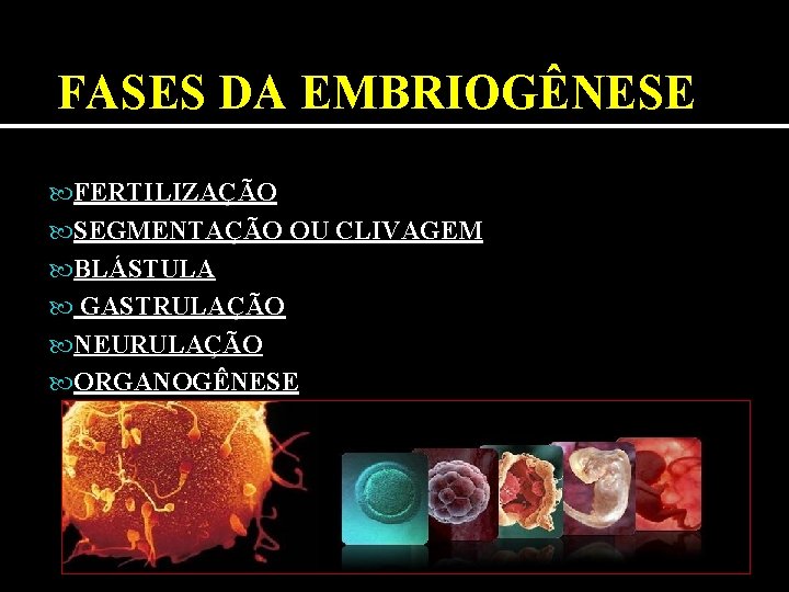 EMBRIOLOGIA EMBRIOLOGIA Estuda todas as etapas de desenvolvimento