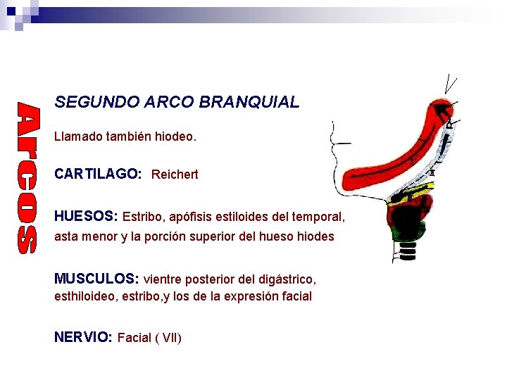 INTESTINO PRIMITIVO INTESTINO PRIMIVITVO INTESTINO FARINGEO Va de