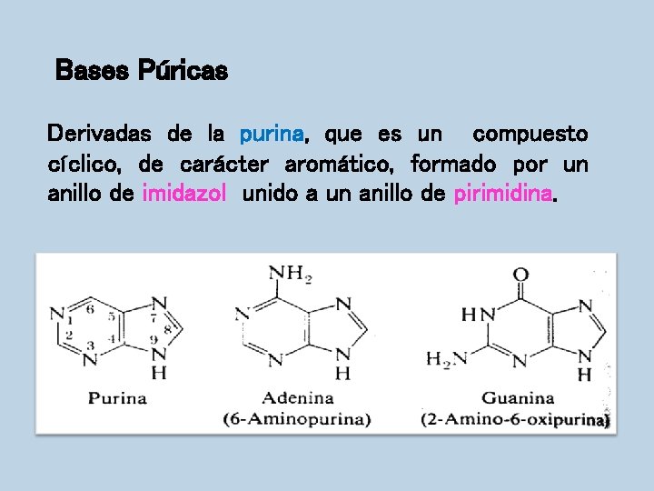 NUCLESIDOS y NUCLETIDOS SEMANA 31 NUCLETIDO Los cidos