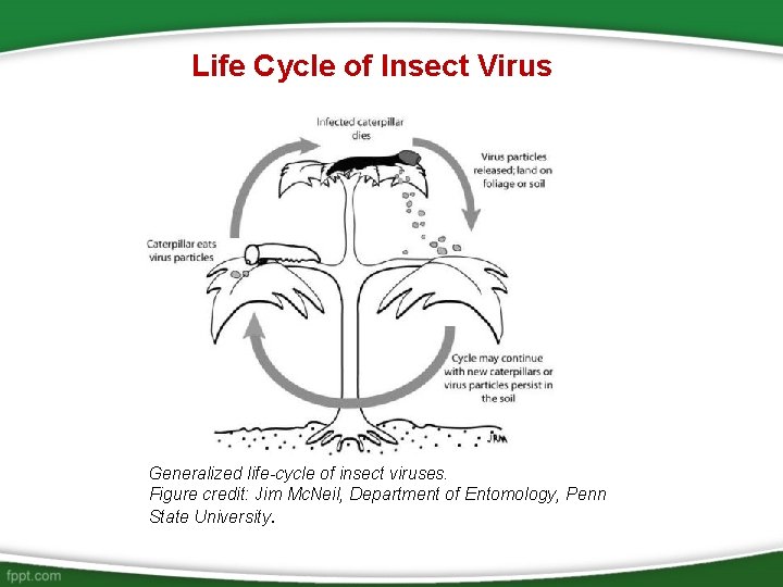 VIRUS ENTOMOPATOGEN Lanjutan By irda Safni Baculoviridae Granulosis