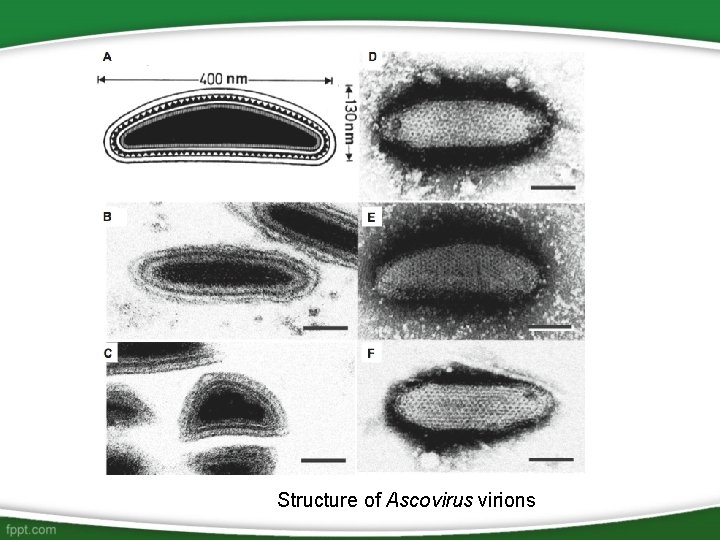 VIRUS ENTOMOPATOGEN Lanjutan By irda Safni Baculoviridae Granulosis