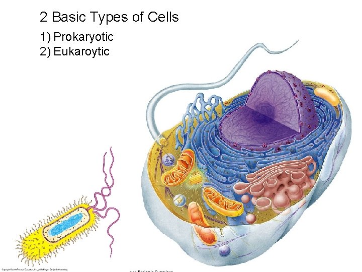 2 Basic Types of Cells 1 Prokaryotic 2
