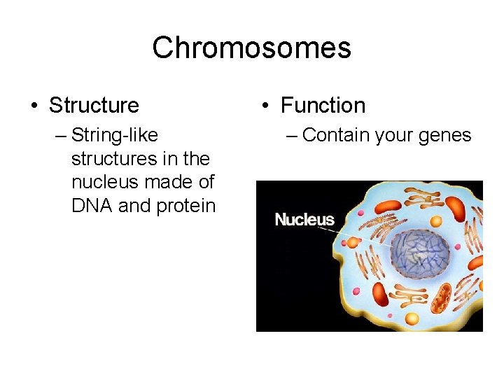 2 Basic Types of Cells 1 Prokaryotic 2