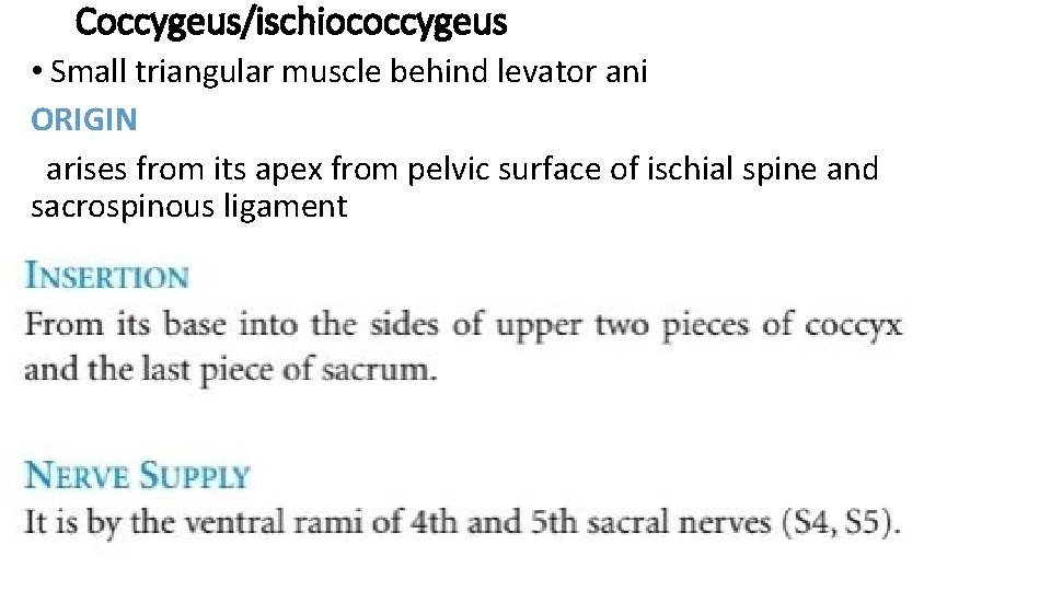 Pelvic muscles and fascia Dr Stuti Tandon Assistant