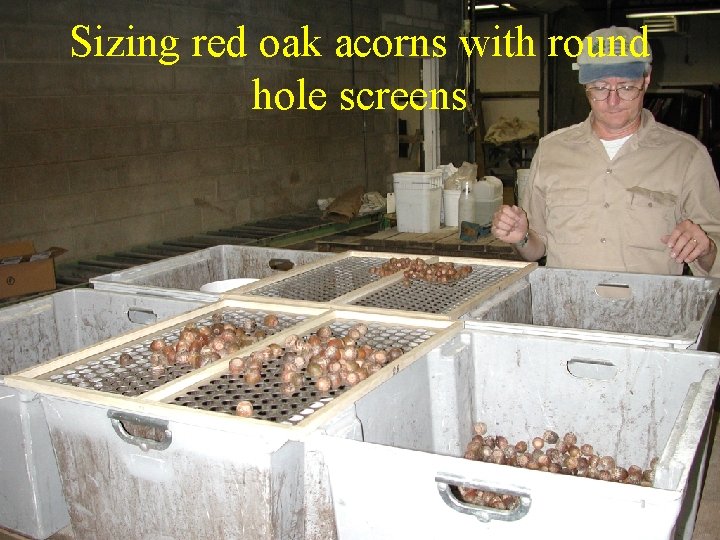 Acorn Strategies How Acorn Size Influences Seedling Size