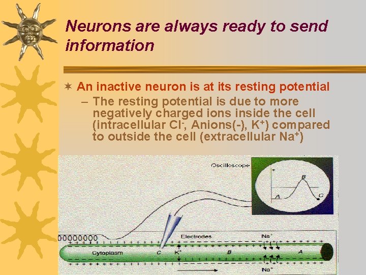 How is your nervous system like a computer