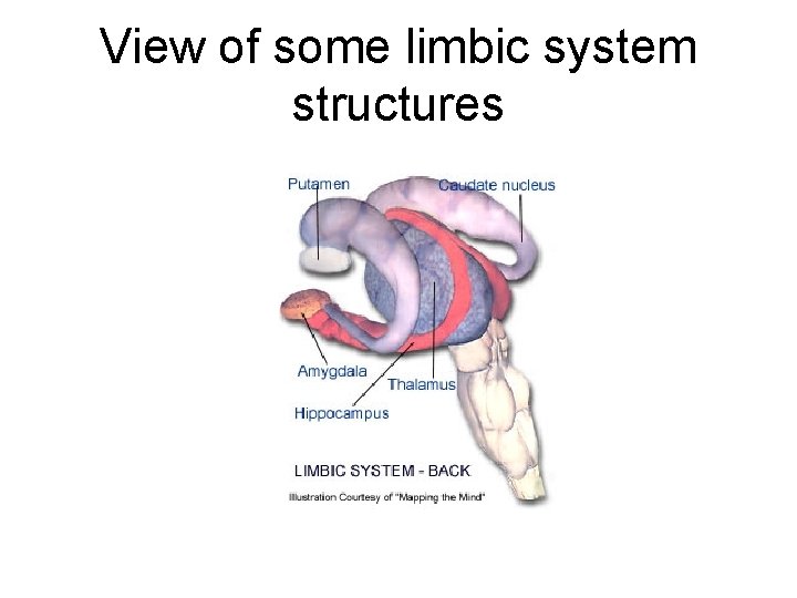 The Telencephalon Basal ganglia Limbic System Cerebral cortex