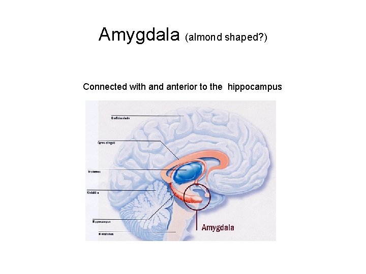 The Telencephalon Basal ganglia Limbic System Cerebral cortex