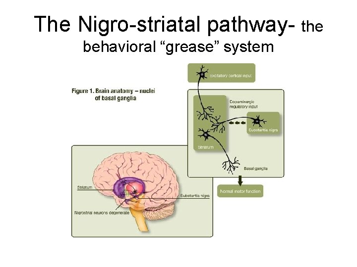 The Telencephalon Basal ganglia Limbic System Cerebral cortex