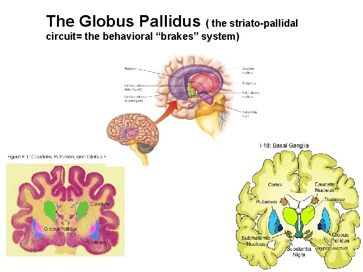 The Telencephalon Basal ganglia Limbic System Cerebral cortex