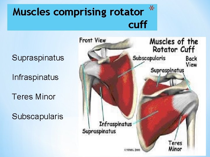 Shoulder Anatomy and Arthroscopy Mohsen MardaniKivi M D
