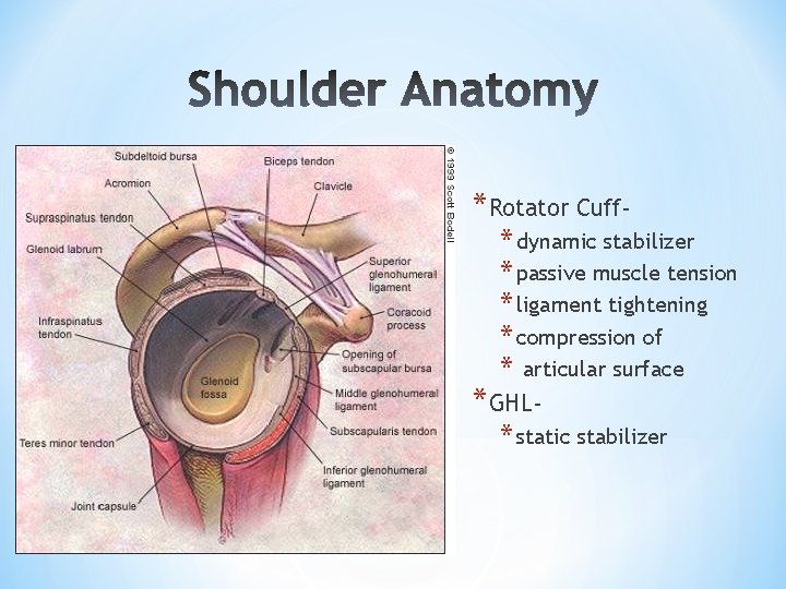 Shoulder Anatomy and Arthroscopy Mohsen MardaniKivi M D