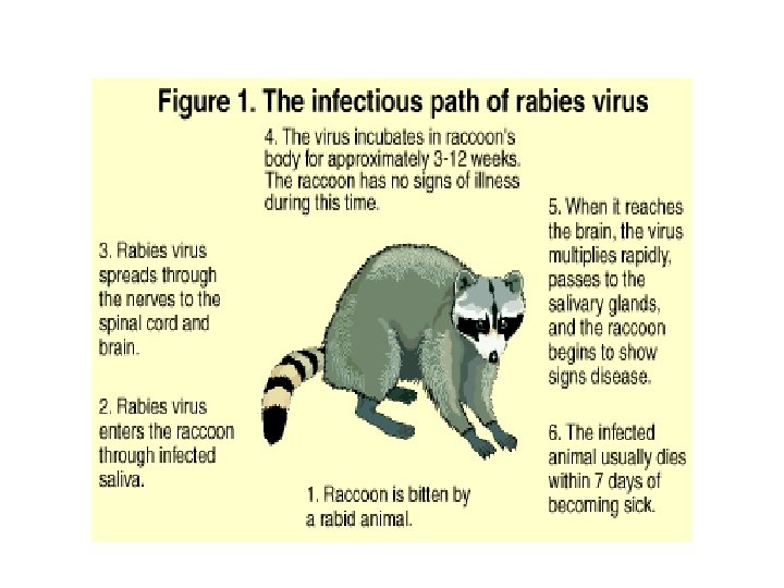 Prepared by Mr Shoup Rabies Rabies is a