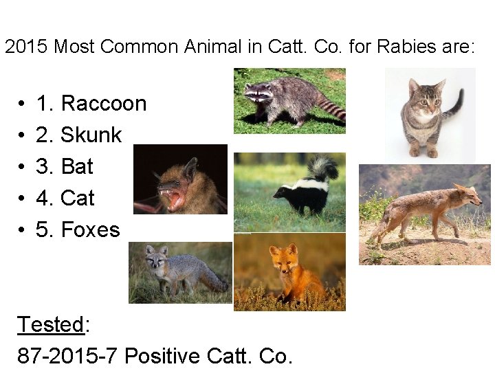 Prepared by Mr Shoup Rabies Rabies is a