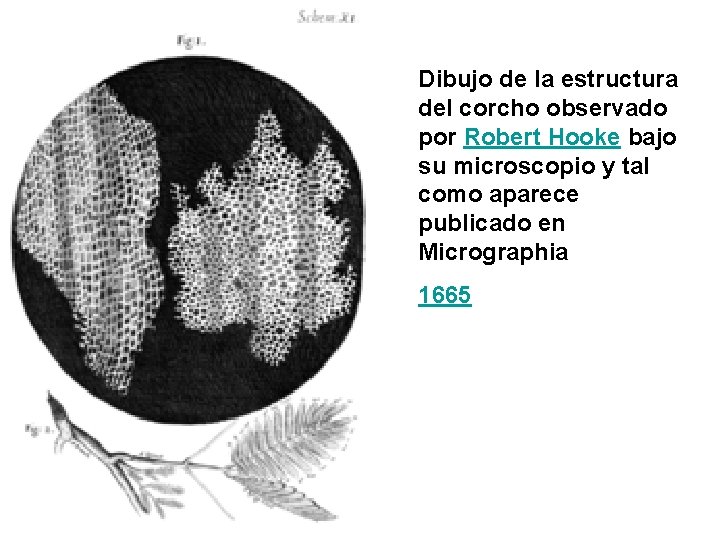 TEORIA CELULAR Dibujo de la estructura del corcho
