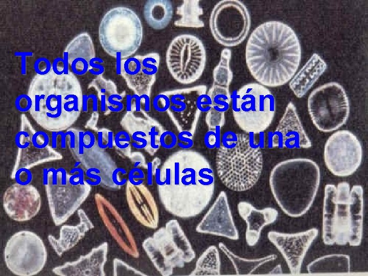 TEORIA CELULAR Dibujo de la estructura del corcho