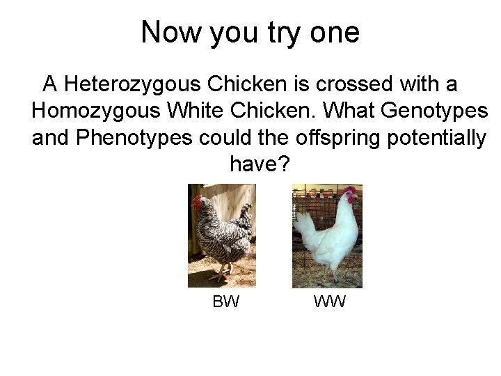 041012 1 What does heterozygous mean 2 What