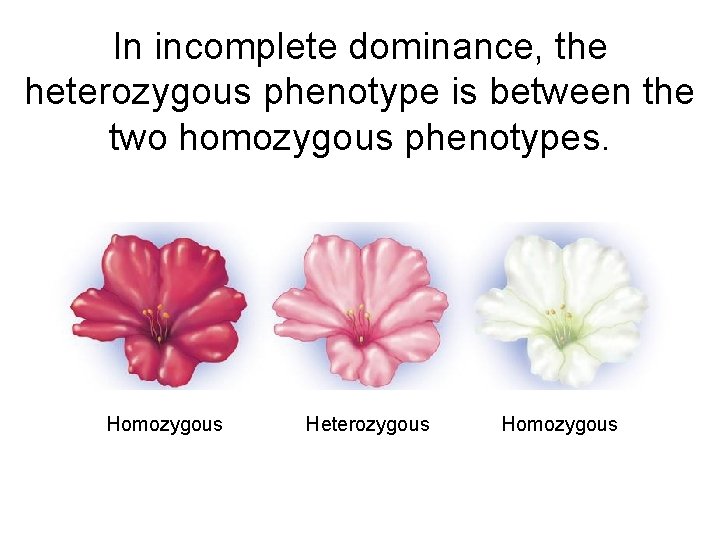041012 1 What does heterozygous mean 2 What