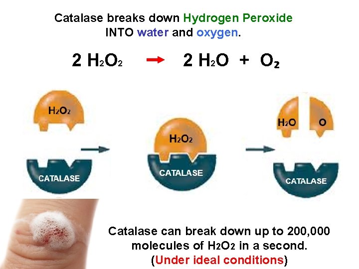 Bellringer YESTERDAY Using the examples A B C