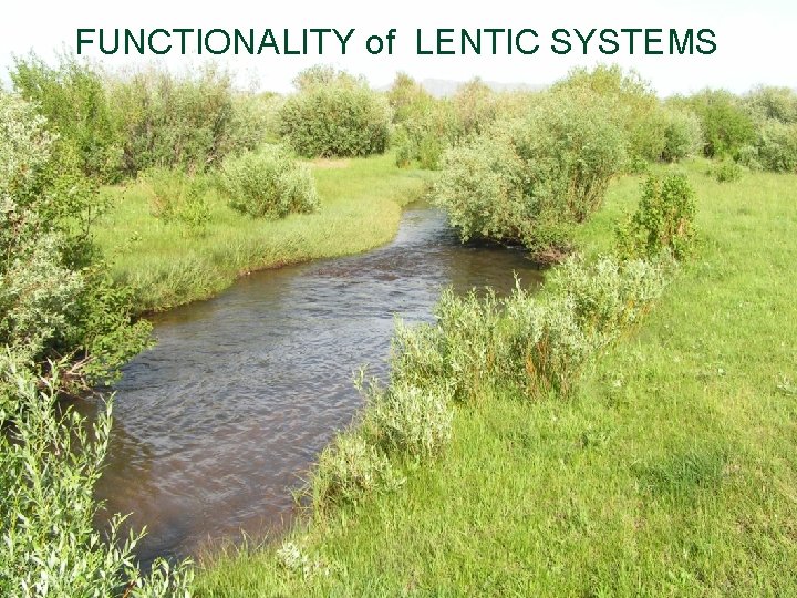 FUNCTIONALITY of LENTIC SYSTEMS LENTIC STANDING WATER HABITAT