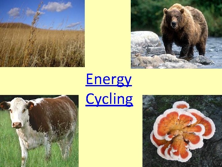 The Cycling of Matter Energy Ecosystems Community of