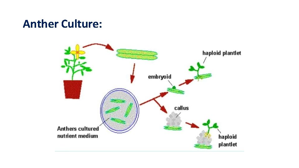 Plant Biotechnology By Dr Zaryab Khalid Class BS