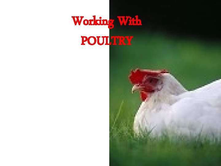Working With POULTRY World Egg Consumers 1 2