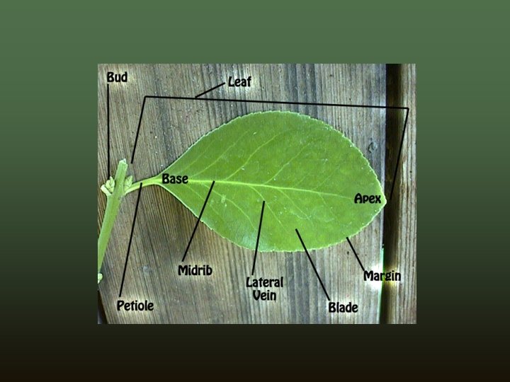 VEGETATIVNI ORGANI Tri osnovna organa kopnenih biljaka korijen