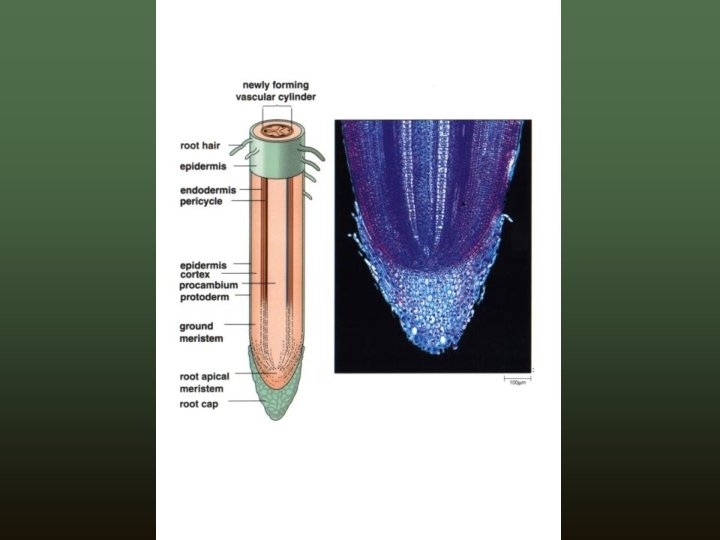 VEGETATIVNI ORGANI Tri osnovna organa kopnenih biljaka korijen