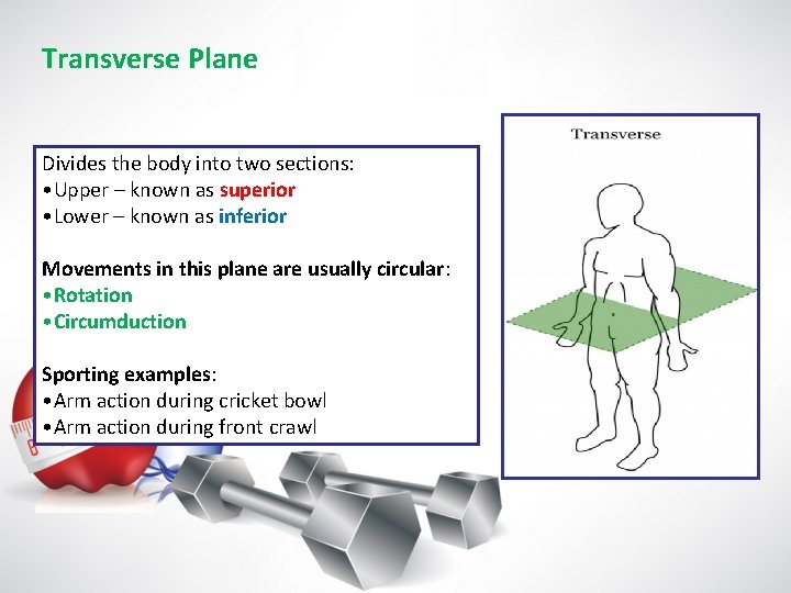 Planes of Movement To be able to explain