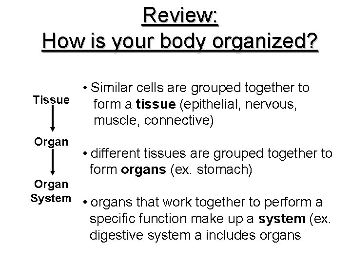 Review How is your body organized Similar cells