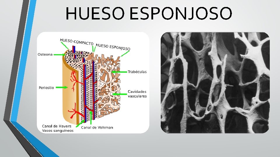 SISTEMA OSEO Tortora Gerard Jerry Principios de anatoma