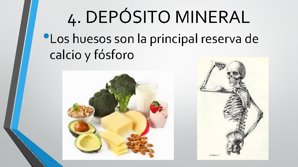 SISTEMA OSEO Tortora Gerard Jerry Principios de anatoma