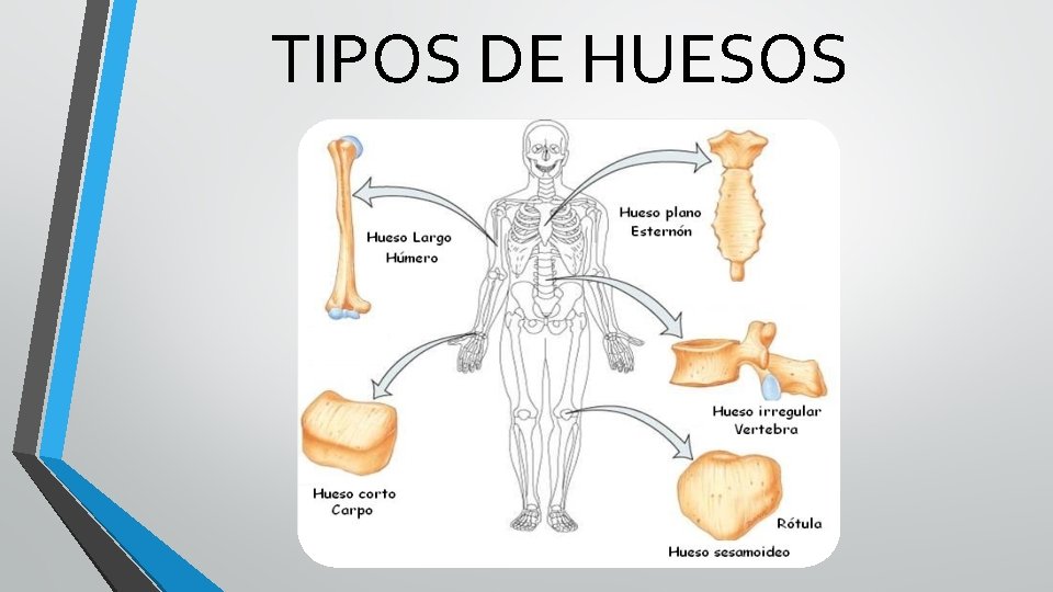 SISTEMA OSEO Tortora Gerard Jerry Principios de anatoma