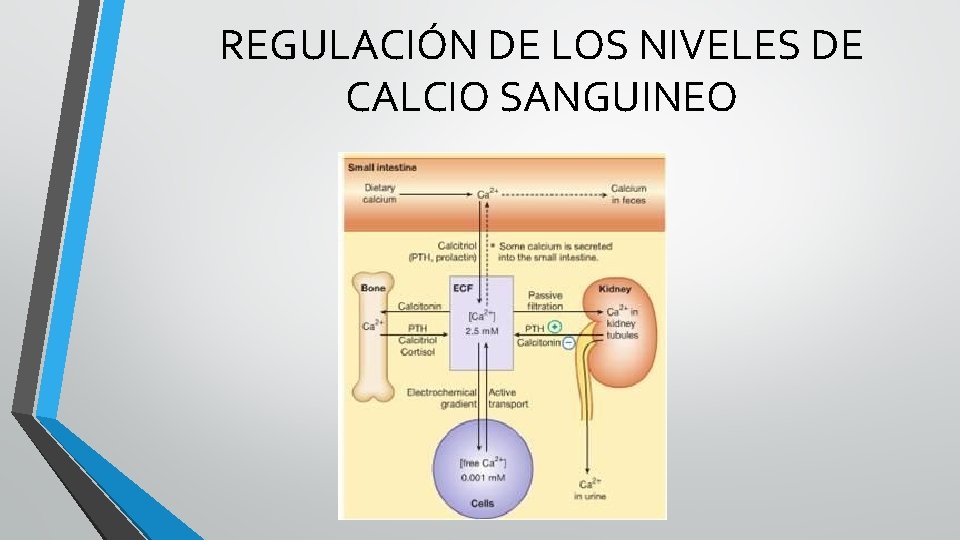 SISTEMA OSEO Tortora Gerard Jerry Principios de anatoma
