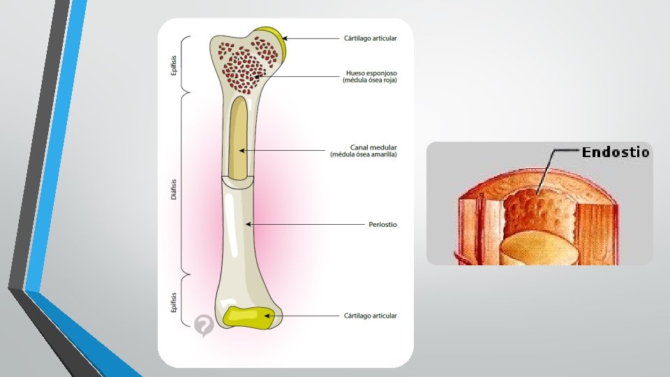 SISTEMA OSEO Tortora Gerard Jerry Principios de anatoma