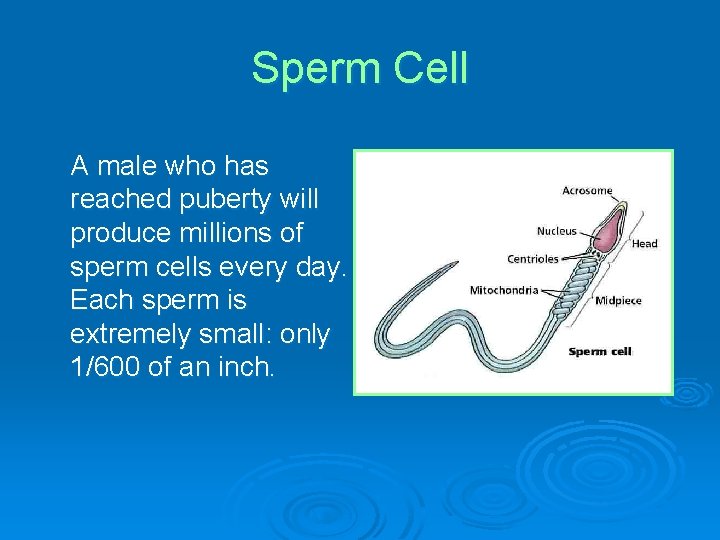 From Boy to Man Male Reproduction When a
