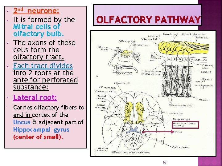 ANATOMY OF THE NOSE AND OLFACTORY NERVE 1