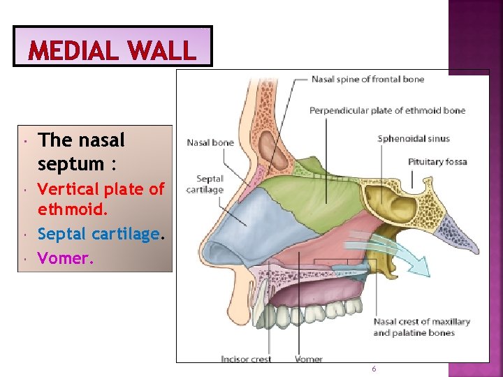 ANATOMY OF THE NOSE AND OLFACTORY NERVE 1